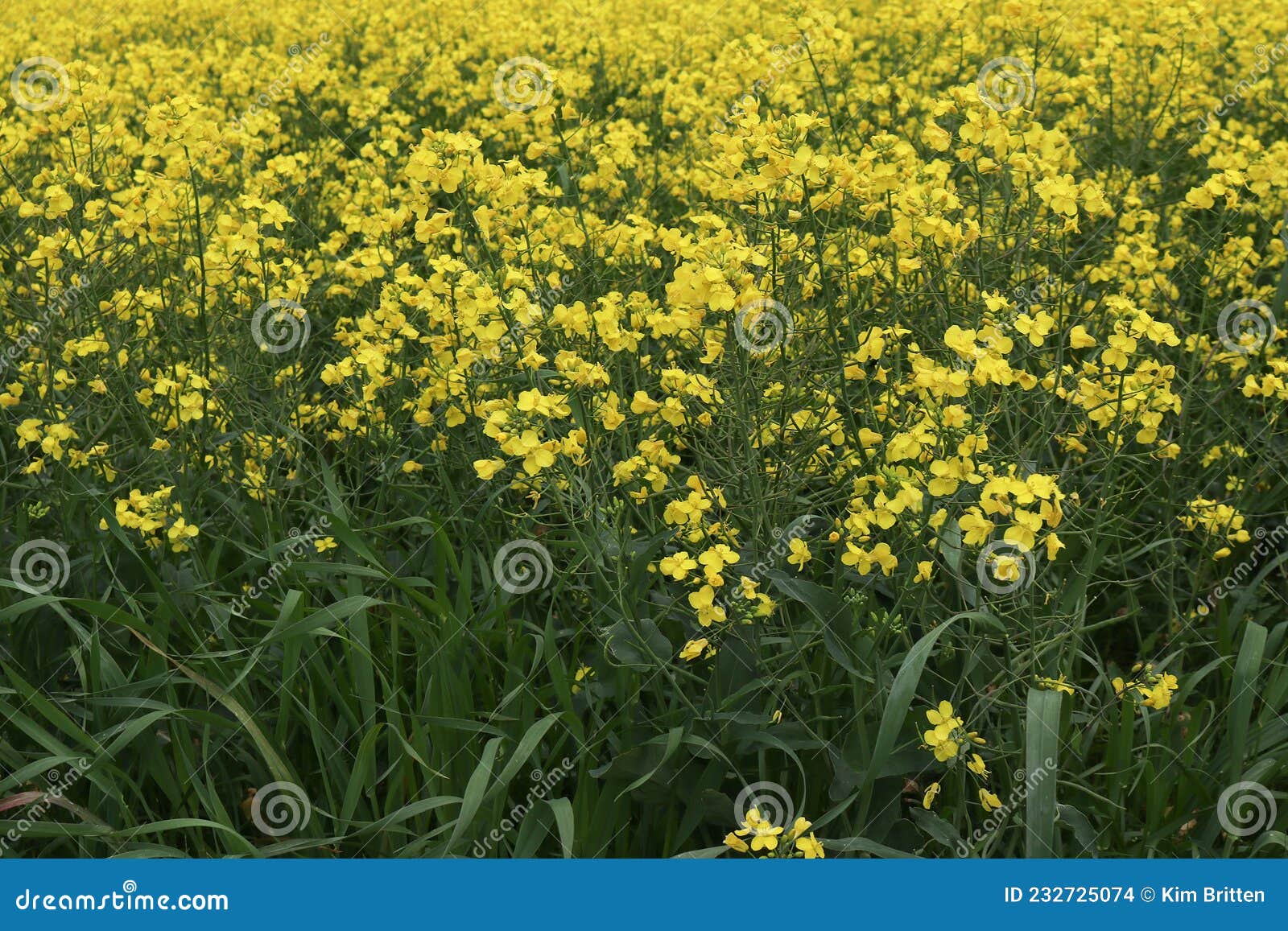 Blooming Canola Flowers in a Rural Australian Field in Spring Stock ...