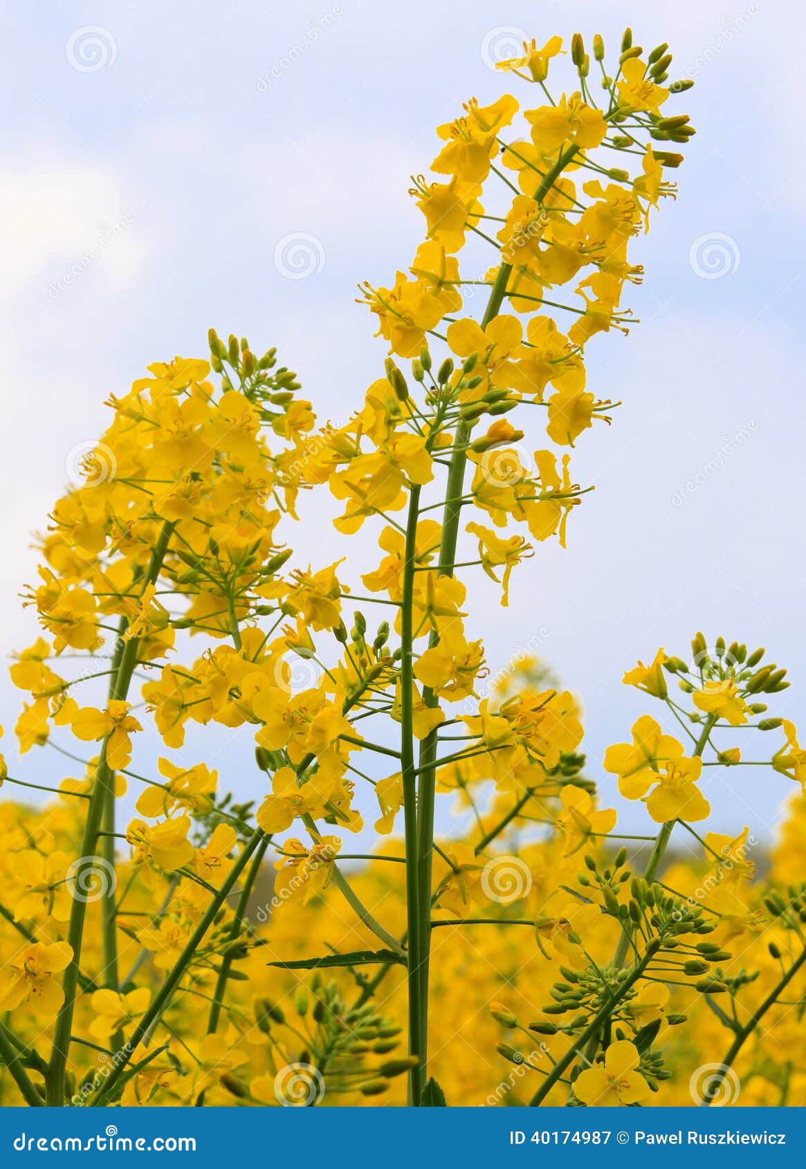 Blooming Canola. Ripened Yellow Flowers. Stock Image - Image of ...