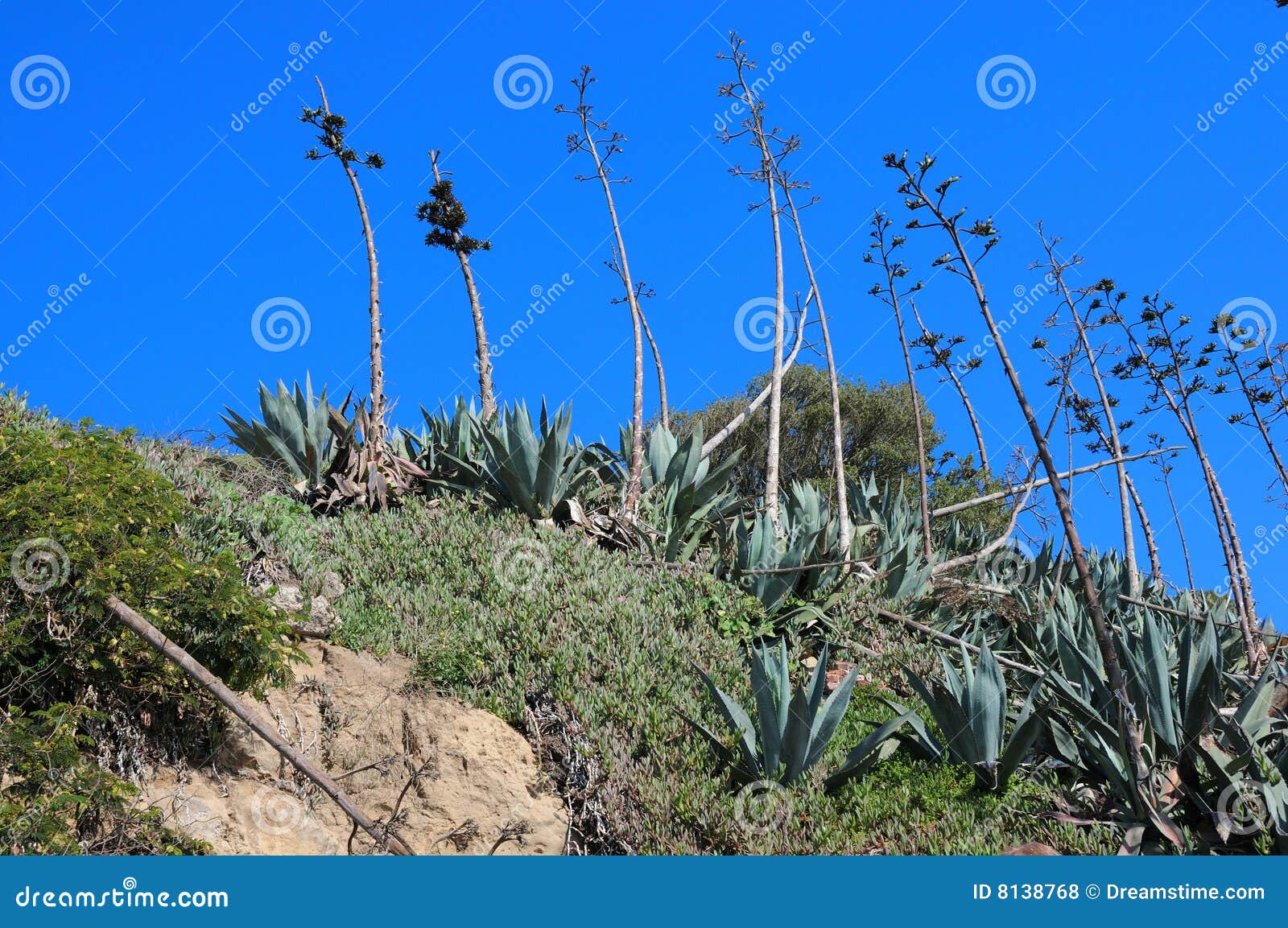 Blooming Century Plants stock photo. Image of blooming - 8138768