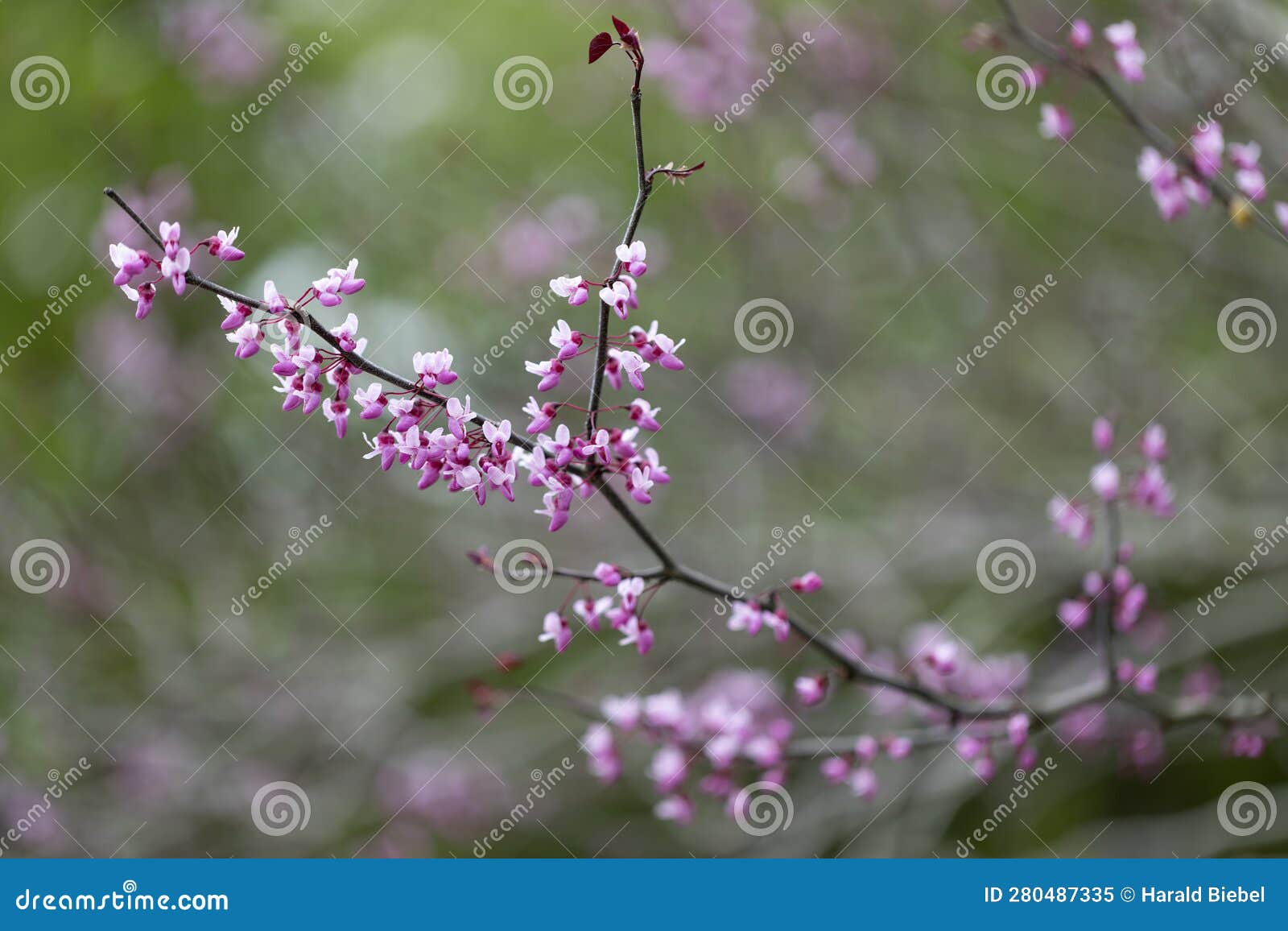 Blooming Cercis Canadensis Tree Stock Image - Image of twig, outdoor ...