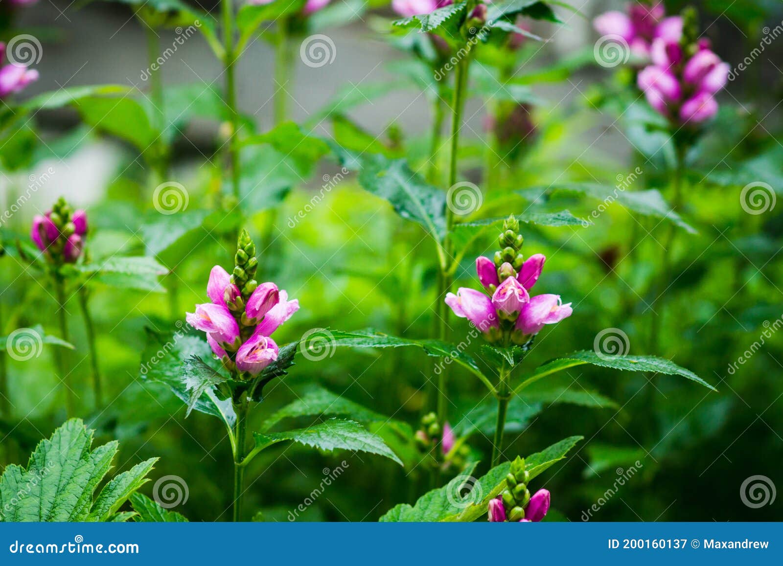 Blooming Chelone Obliqua Rose Turtlehead in the Garden Stock Image ...