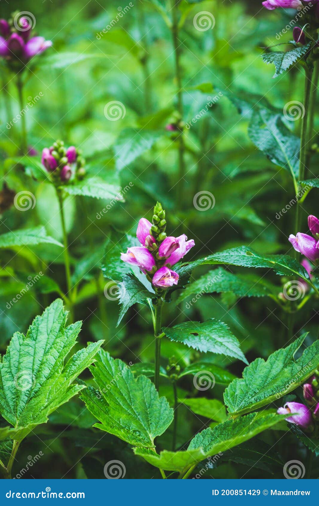 Blooming Chelone Obliqua Rose Turtlehead in the Garden Stock Image ...