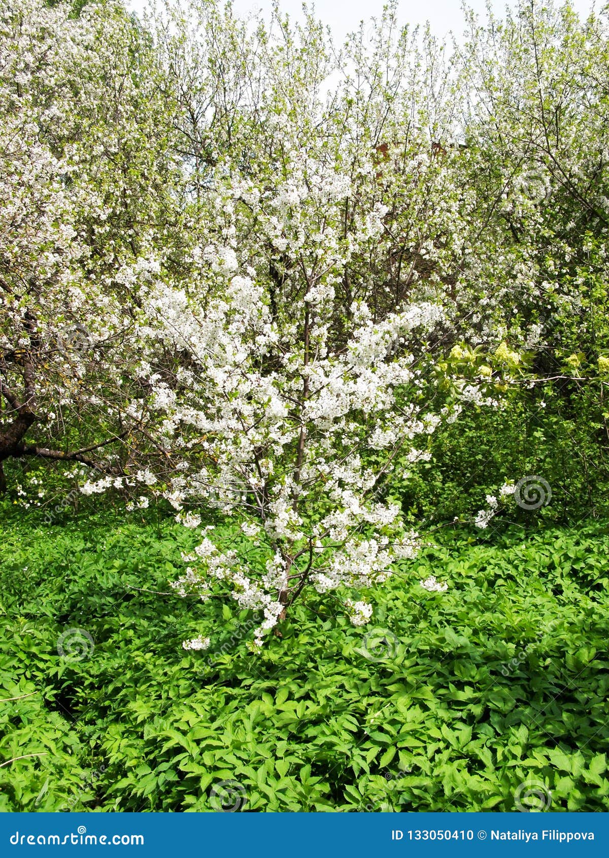 Blooming Cherry and Apple Trees Stock Photo - Image of grass, beautiful ...