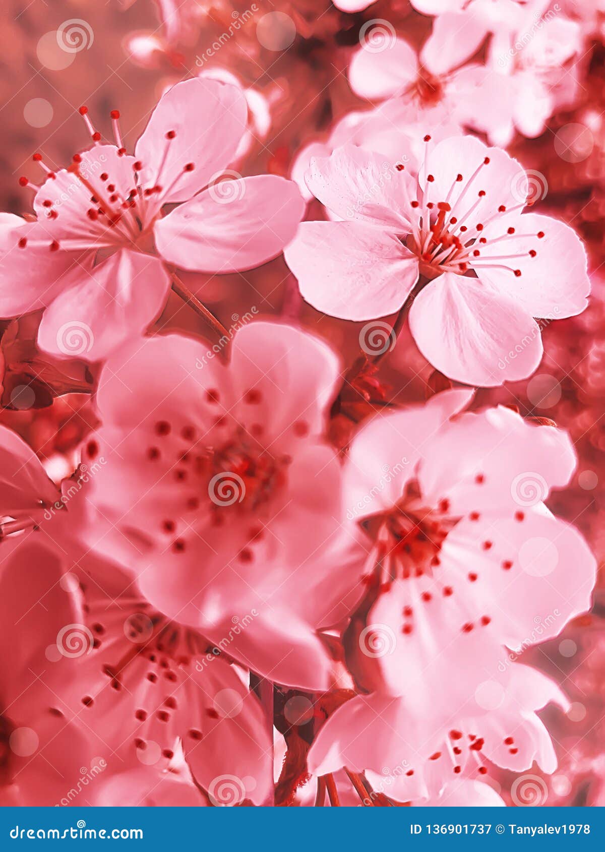 Blooming Cherry Beauty Background Elegant, Wallpaper Springtime Card ...