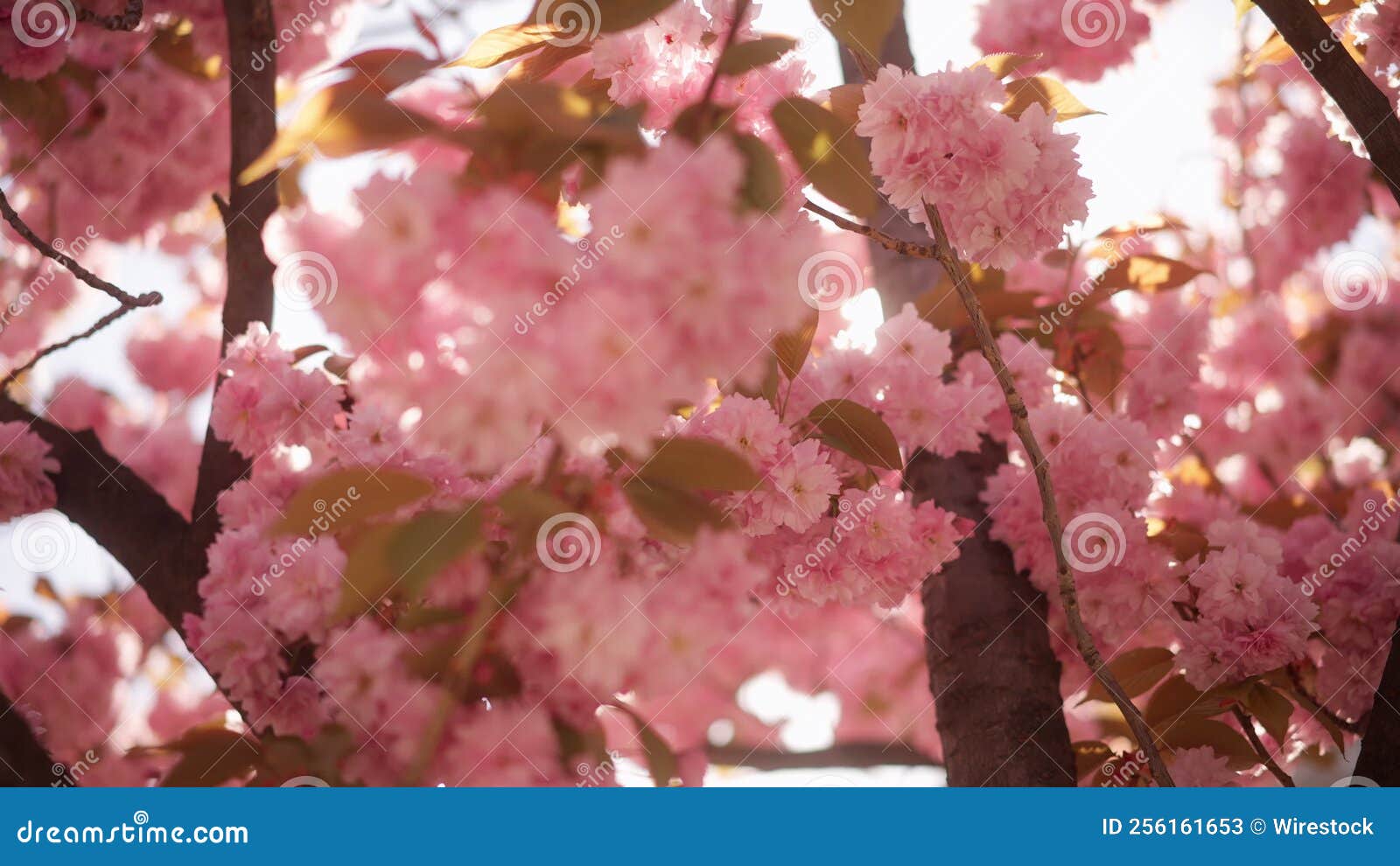 Blooming Cherry Blossom Flower Tree in the Park Stock Video - Video of ...