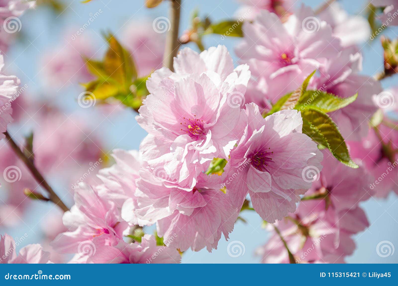 Blooming Cherry Blossom Tree Branch Stock Image - Image of summer ...