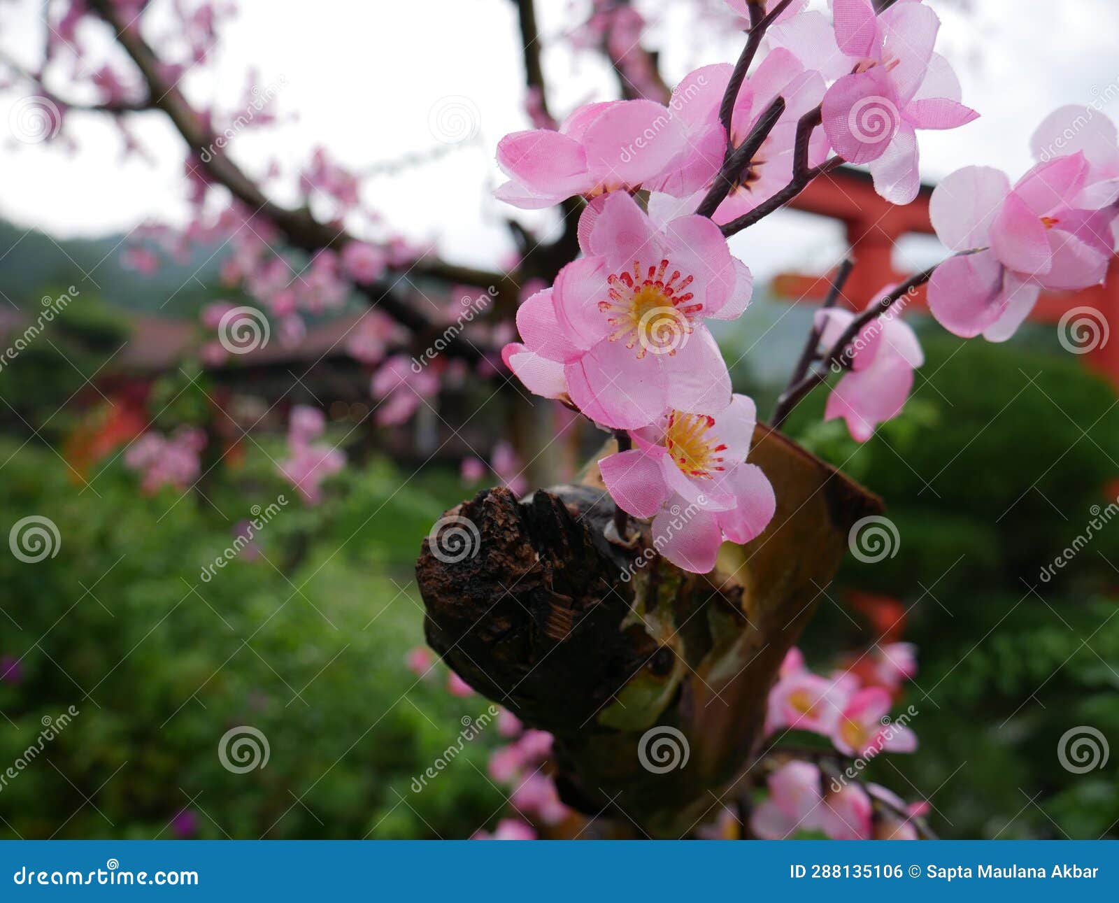Blooming Cherry Blossoms in the Malang Onsen Resort, East Java, Stock ...