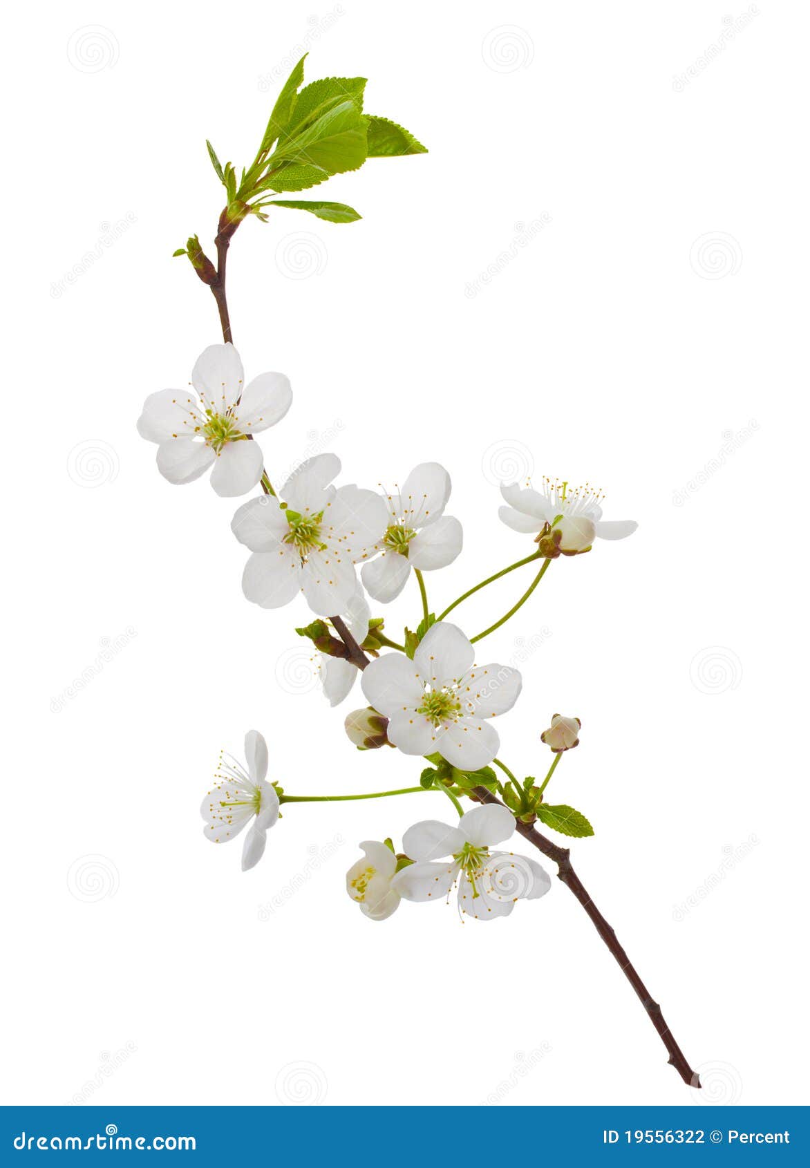Blooming cherry branch stock photo. Image of beginnings - 19556322