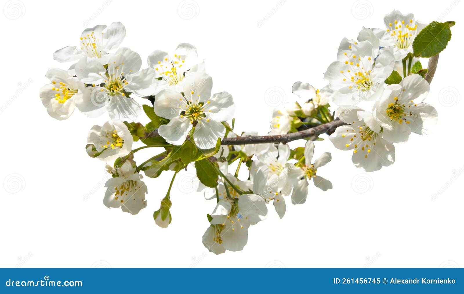 Blooming cherry branch stock image. Image of flowers - 261456745