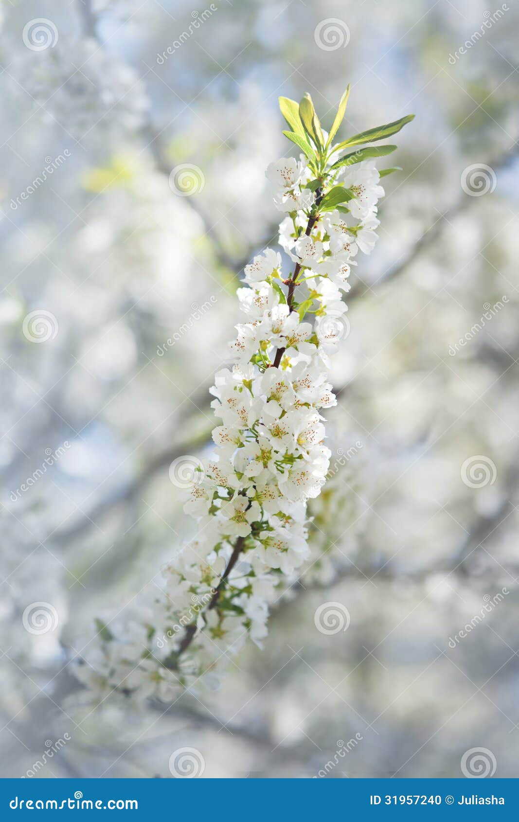 Blooming cherry branch stock photo. Image of april, beauty - 31957240