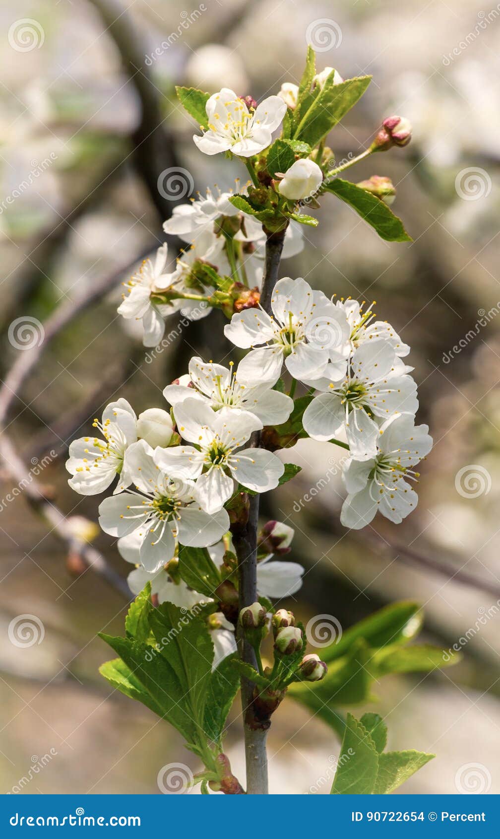 Blooming cherry branch stock photo. Image of spring, blossoming - 90722654