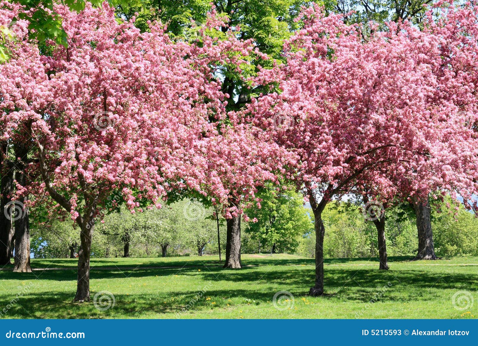 Blooming Cherry Garden. stock image. Image of pink, spring - 5215593