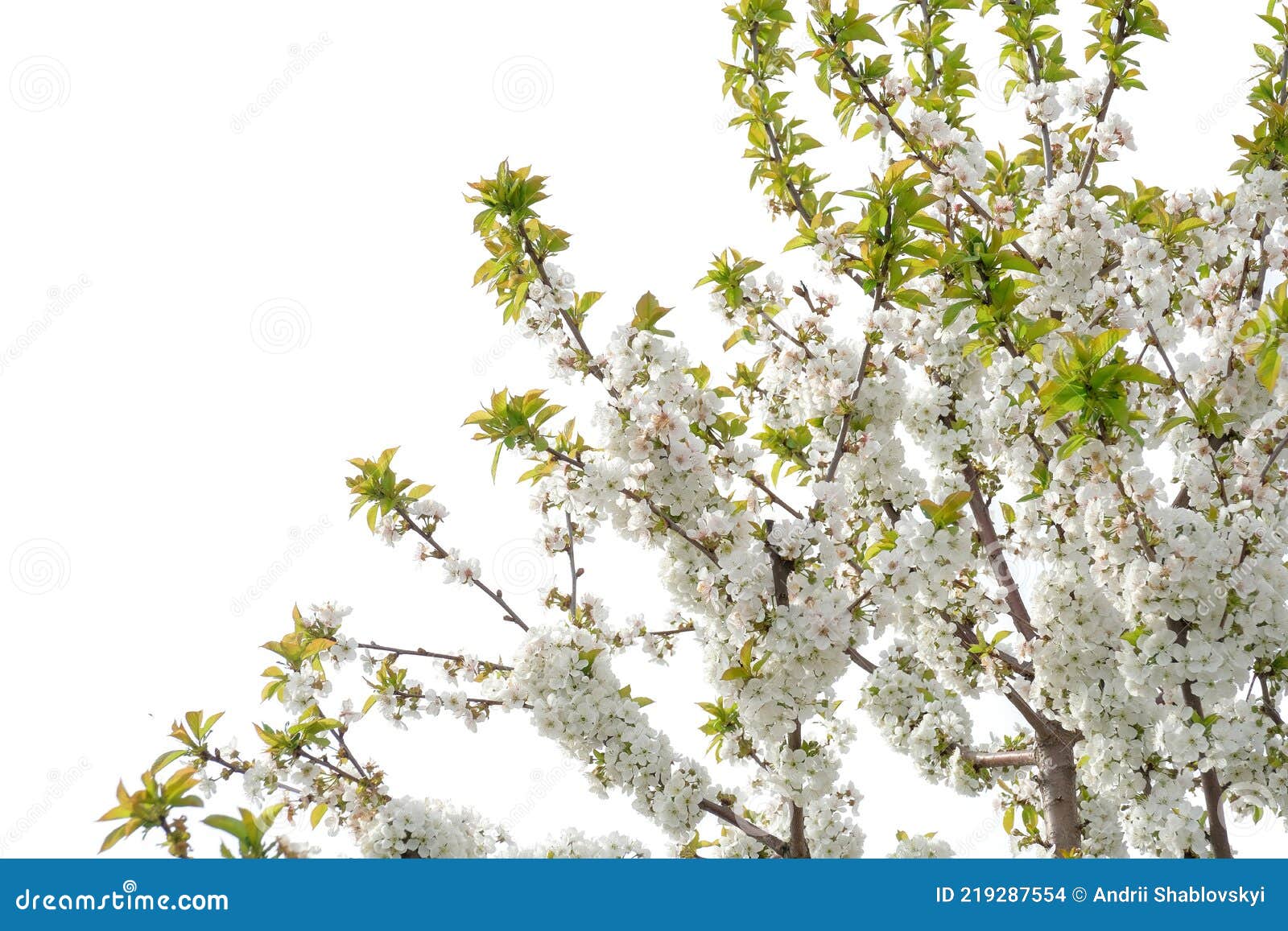 Blooming Cherry Isolated on a White Background. Beautiful Cherry Tree ...