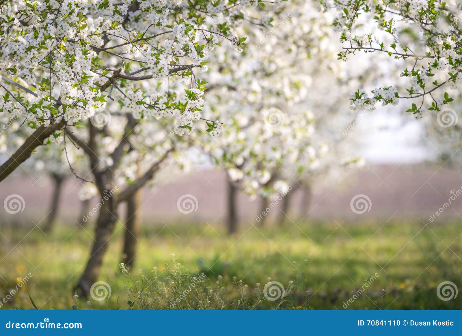 Blooming cherry orchard stock photo. Image of nature - 70841110