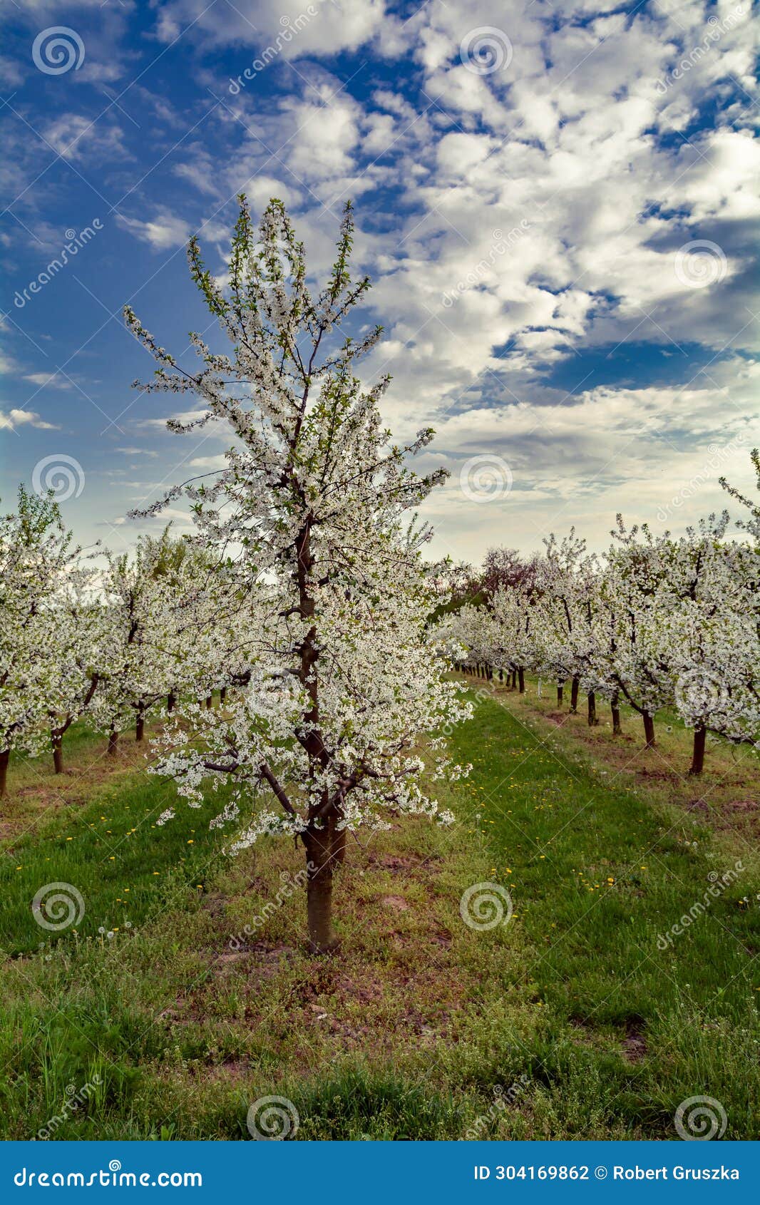 Blooming cherry orchard stock photo. Image of season - 304169862