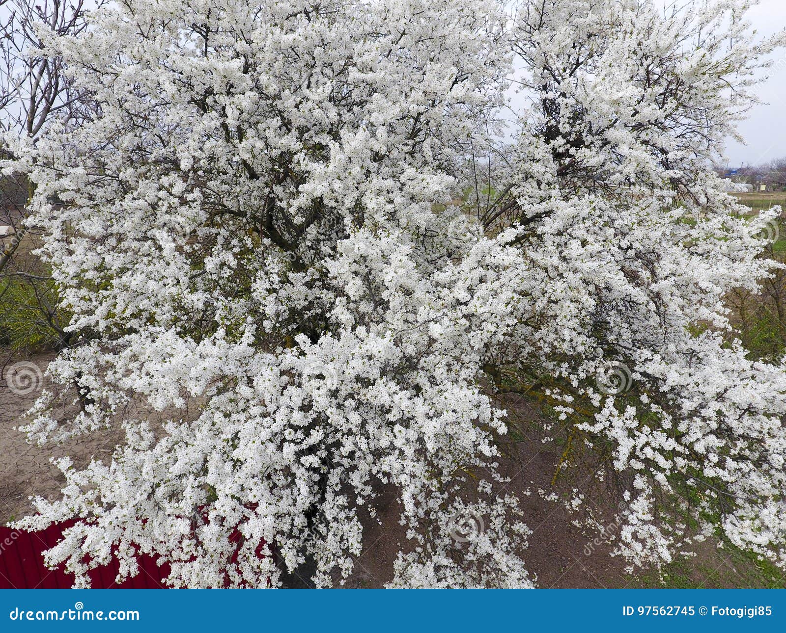 Blooming Cherry Plum. White Flowers of Plum Trees on the Branches of a ...