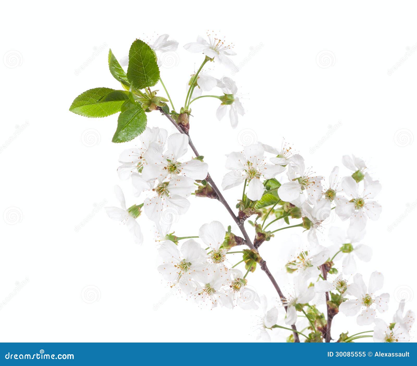 Cherry stem stock image. Image of growth, petal, botany - 30085555