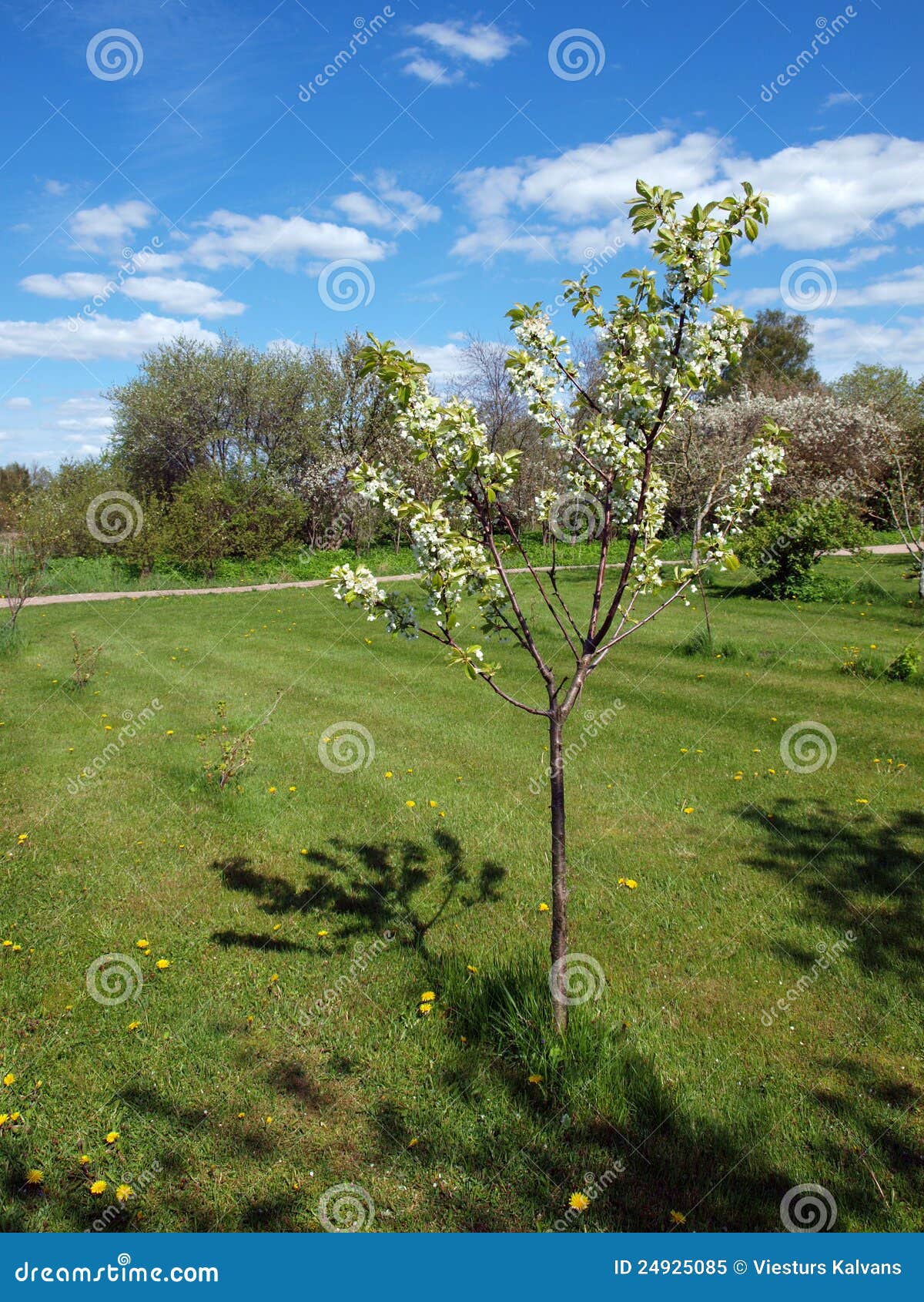 Blooming cherry tree stock image. Image of flowering - 24925085
