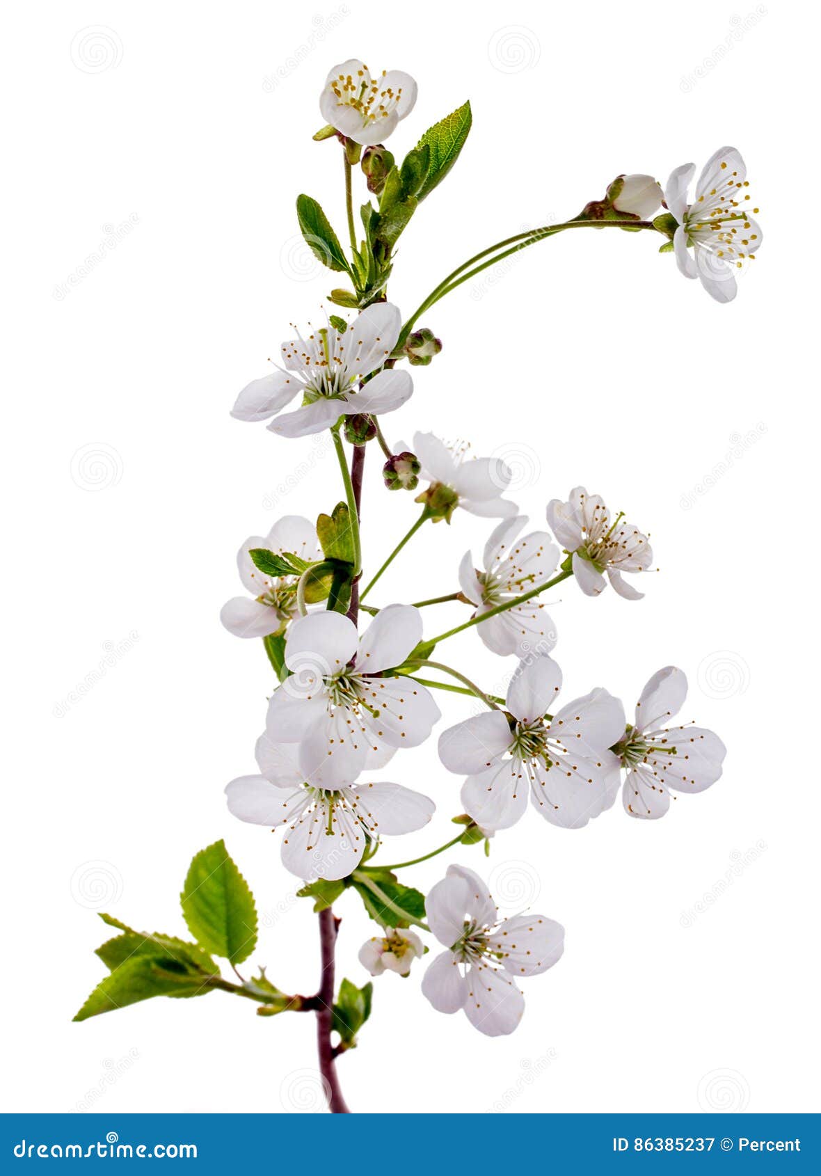 Blooming Cherry Tree Branch Stock Image - Image of isolated, beginnings ...