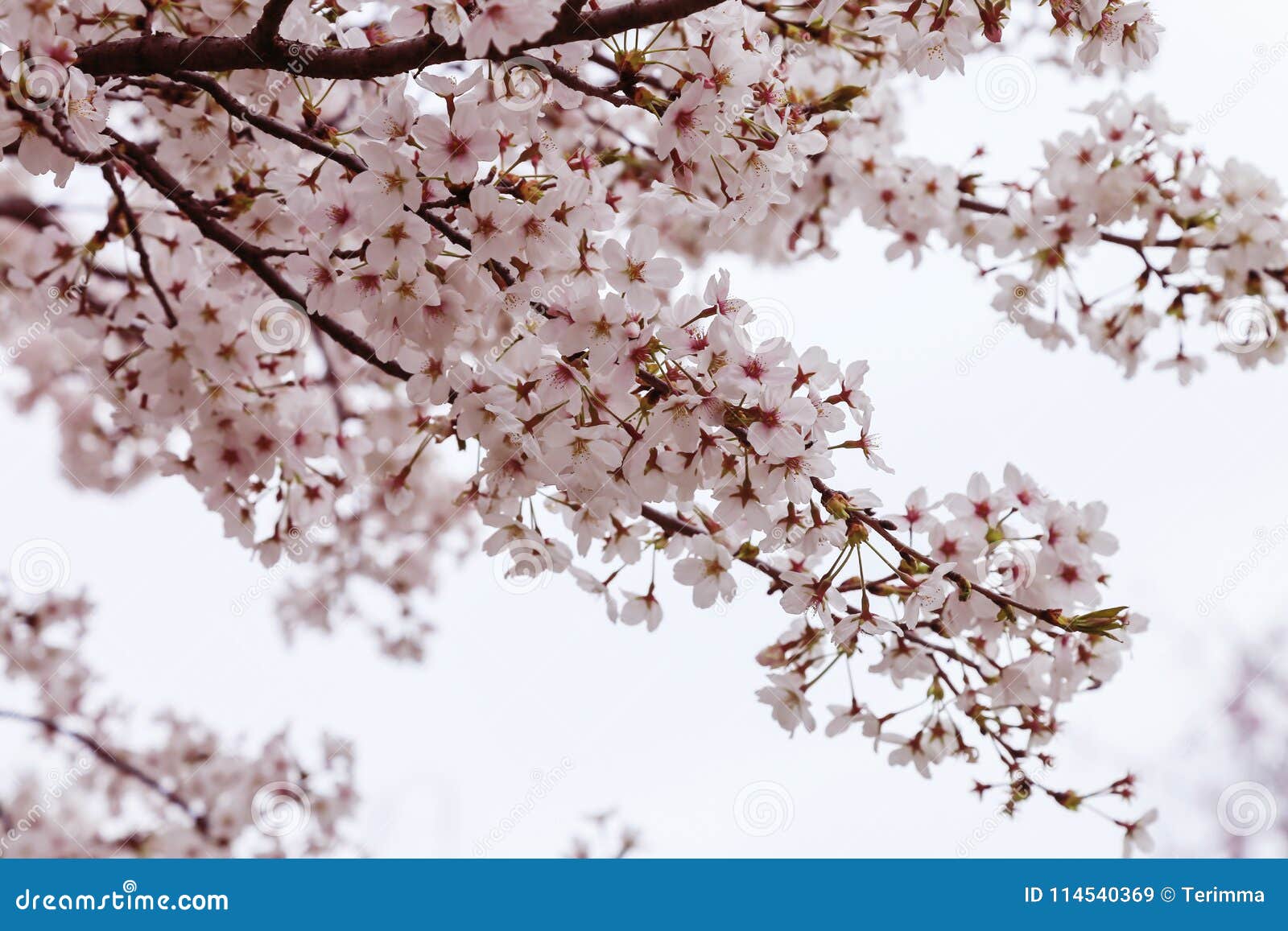 Blooming Cherry Tree Branch Stock Image - Image of flora, natural ...