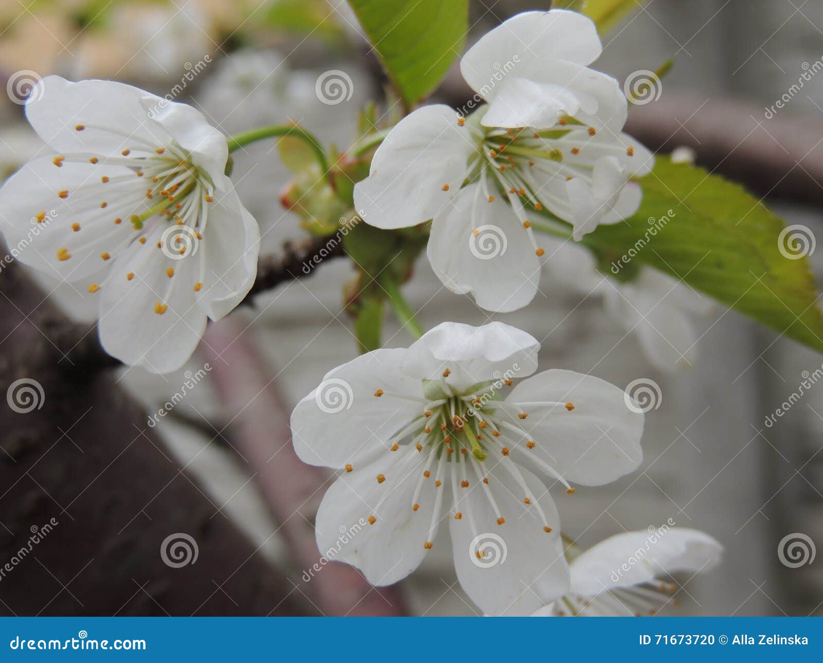Blooming Cherry Tree Branch in a Spring Garden Stock Photo - Image of ...