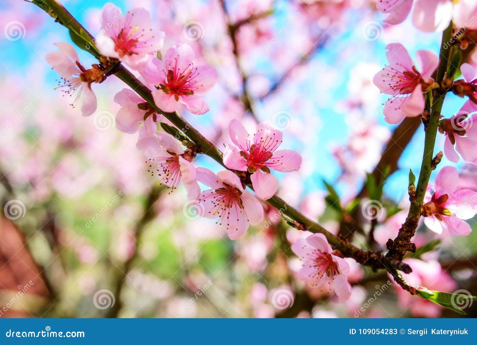 Blooming Cherry Tree Branches Against Stock Image - Image of ...