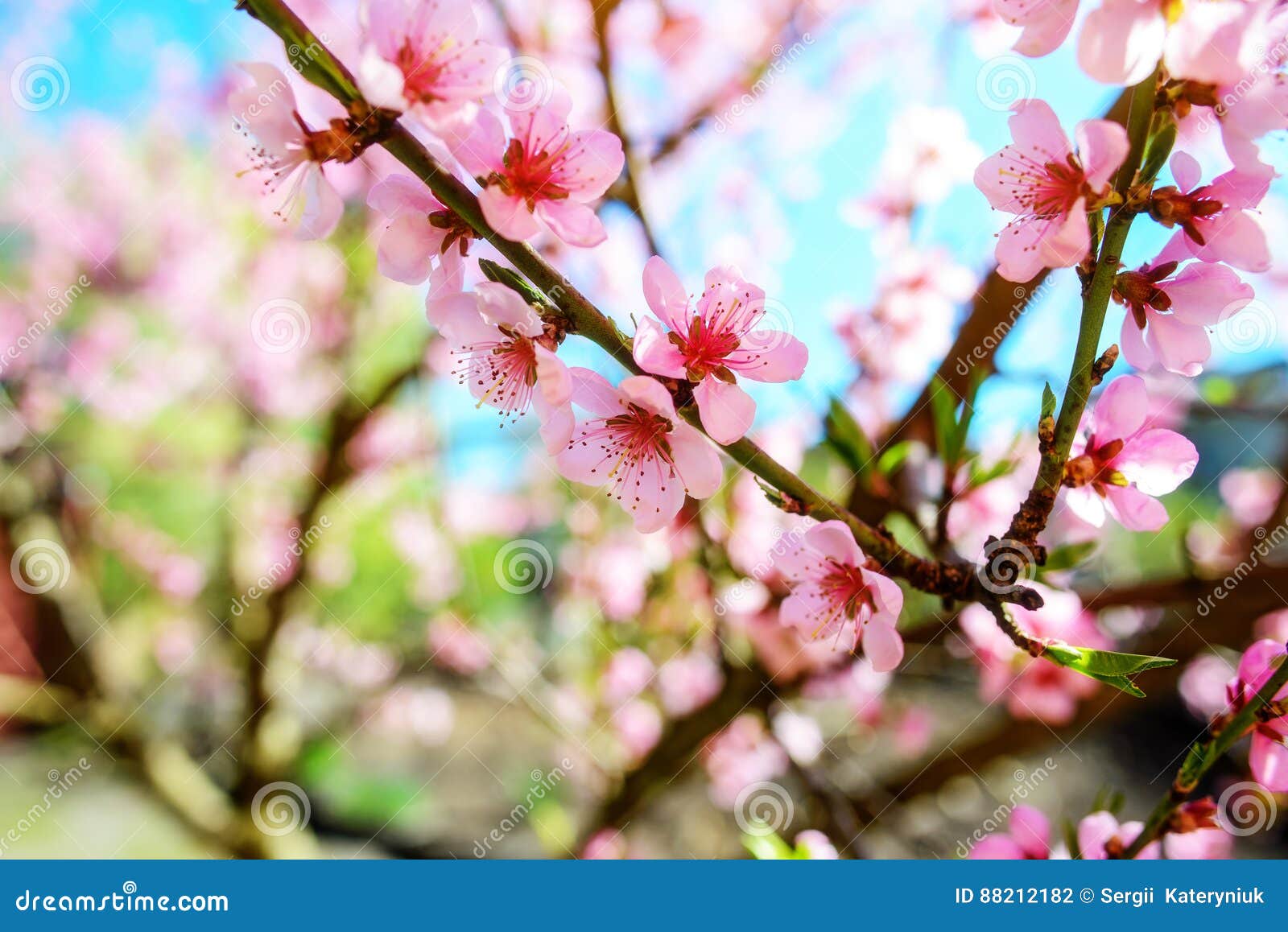 Blooming Cherry Tree Branches Against Stock Photo - Image of focus ...