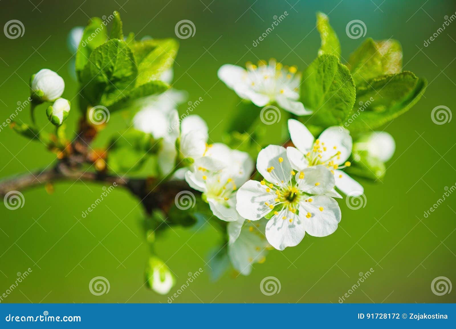 Blooming Cherry Tree Branches Stock Photo - Image of bloom, petal: 91728172
