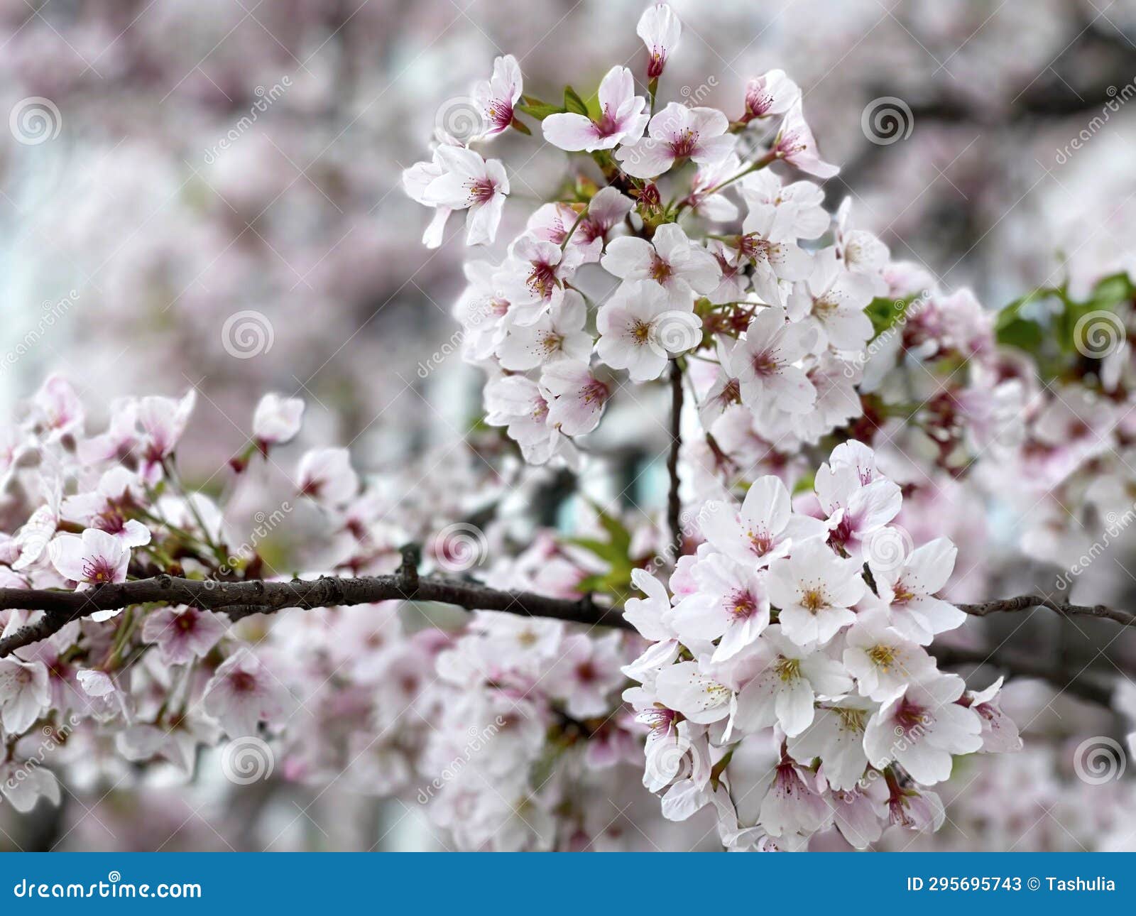 Blooming Cherry Tree Close Up View Stock Image - Image of green, plant ...