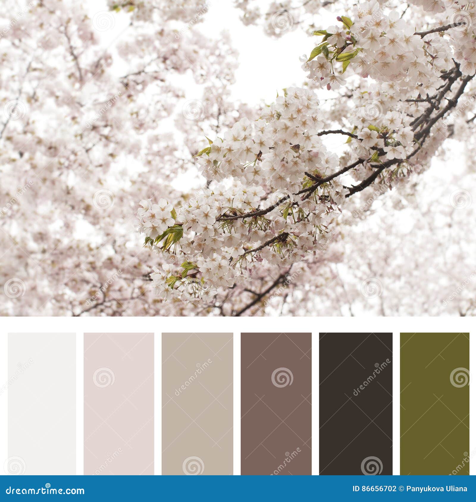 Blooming cherry tree stock photo. Image of blossoming - 86656702