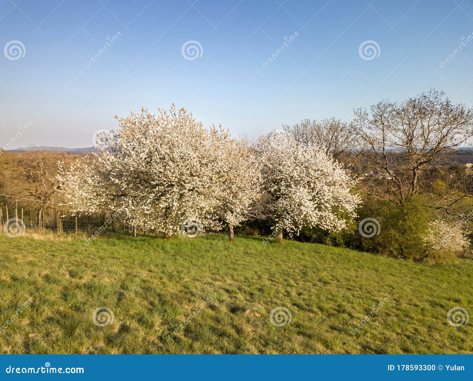 Blooming Cherry Tree on Hills in Spring Time Stock Photo - Image of ...