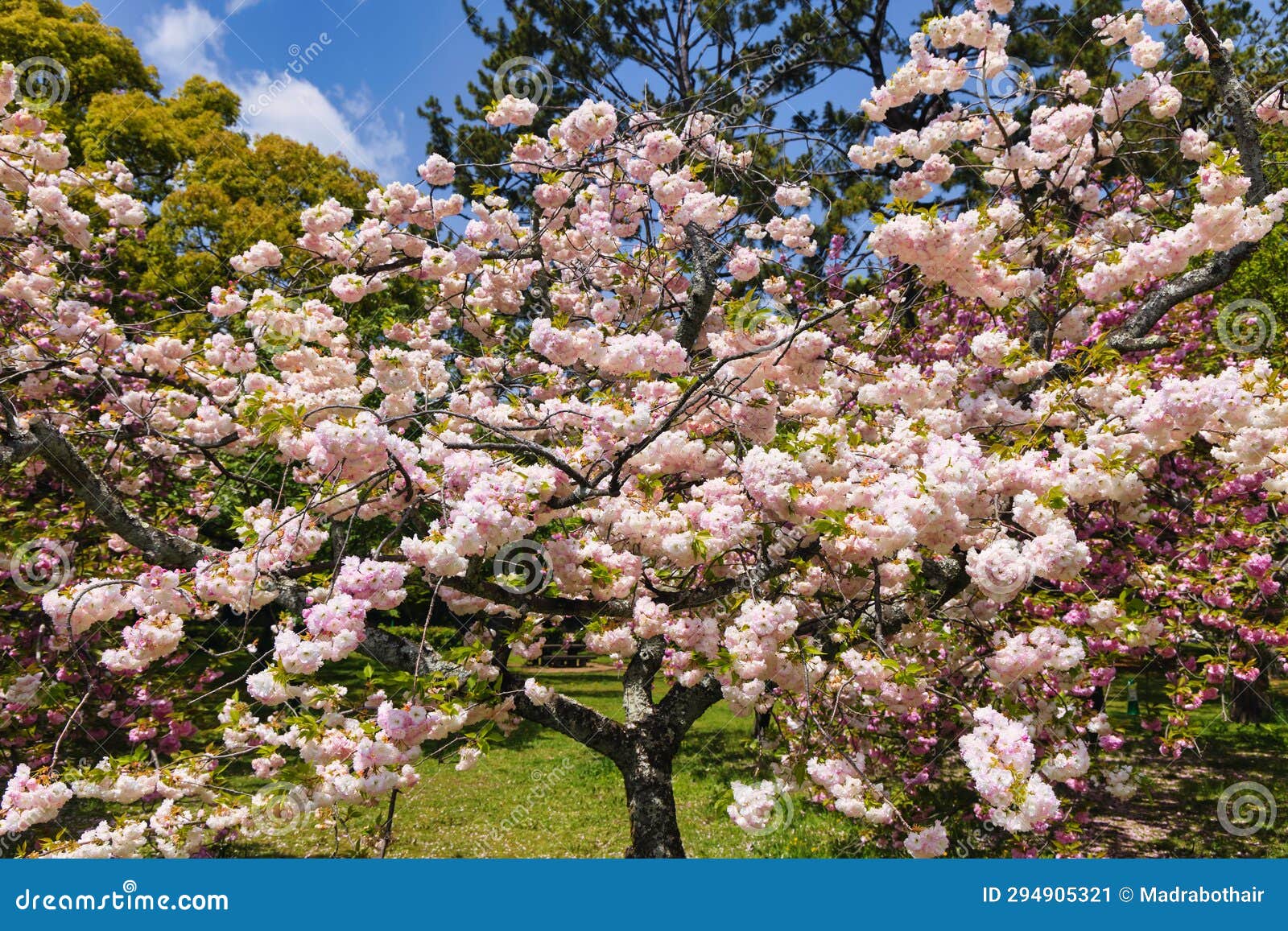 Blooming Cherry Tree in a Japanese Park Stock Image - Image of ...