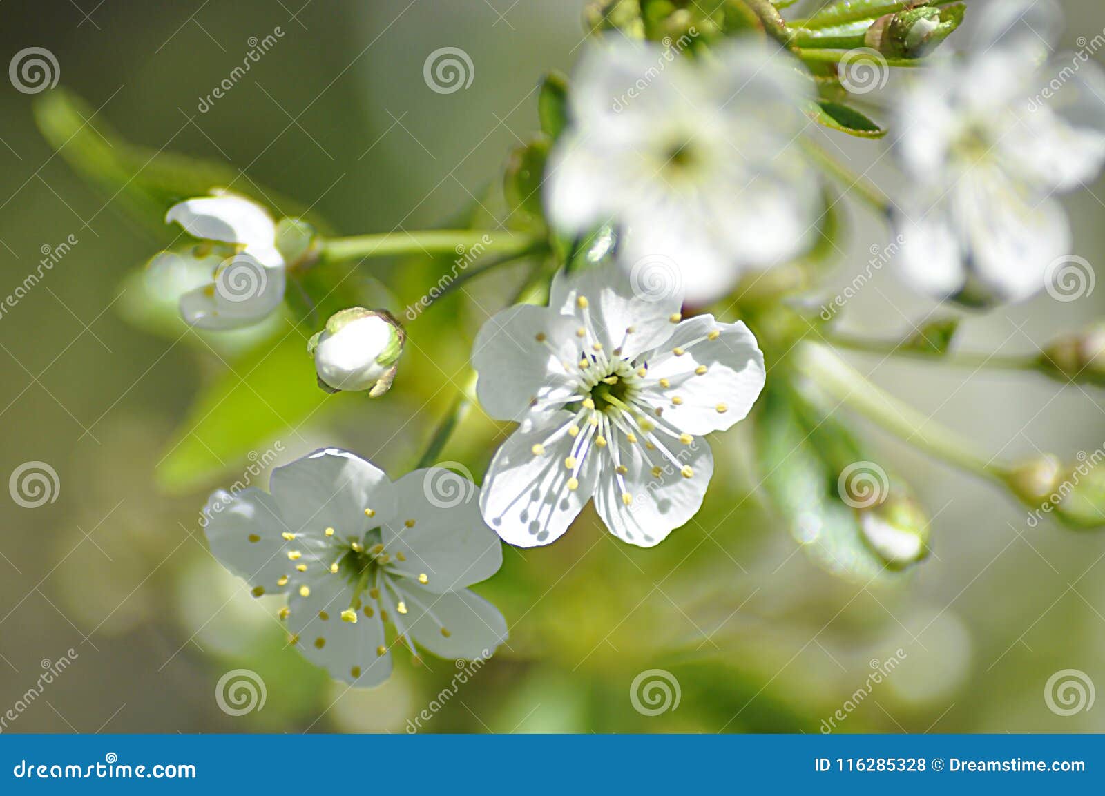 The Blooming Cherry Tree in May Stock Photo - Image of flowers, crocus ...