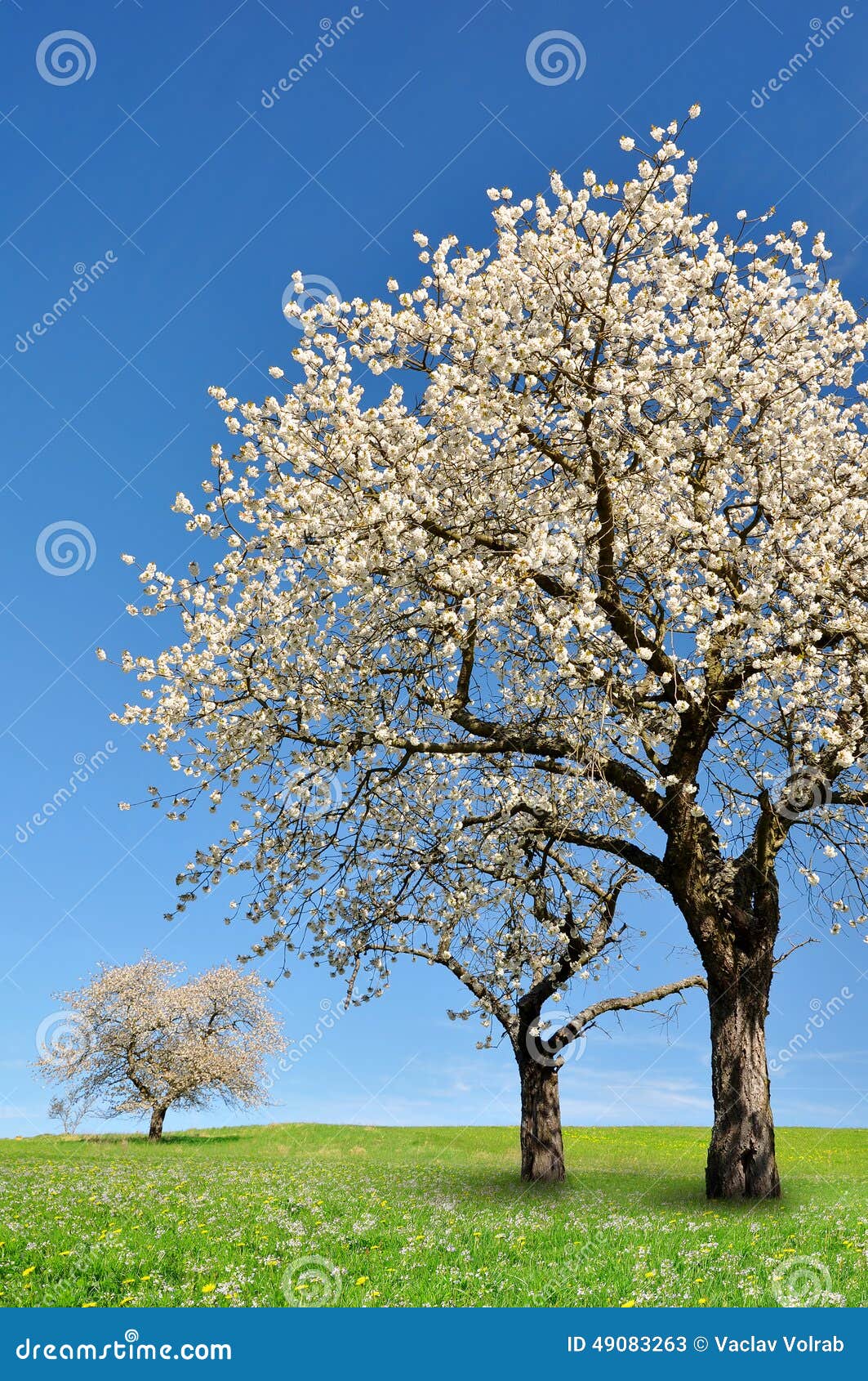 Blooming cherry tree stock image. Image of spring, scenic - 49083263
