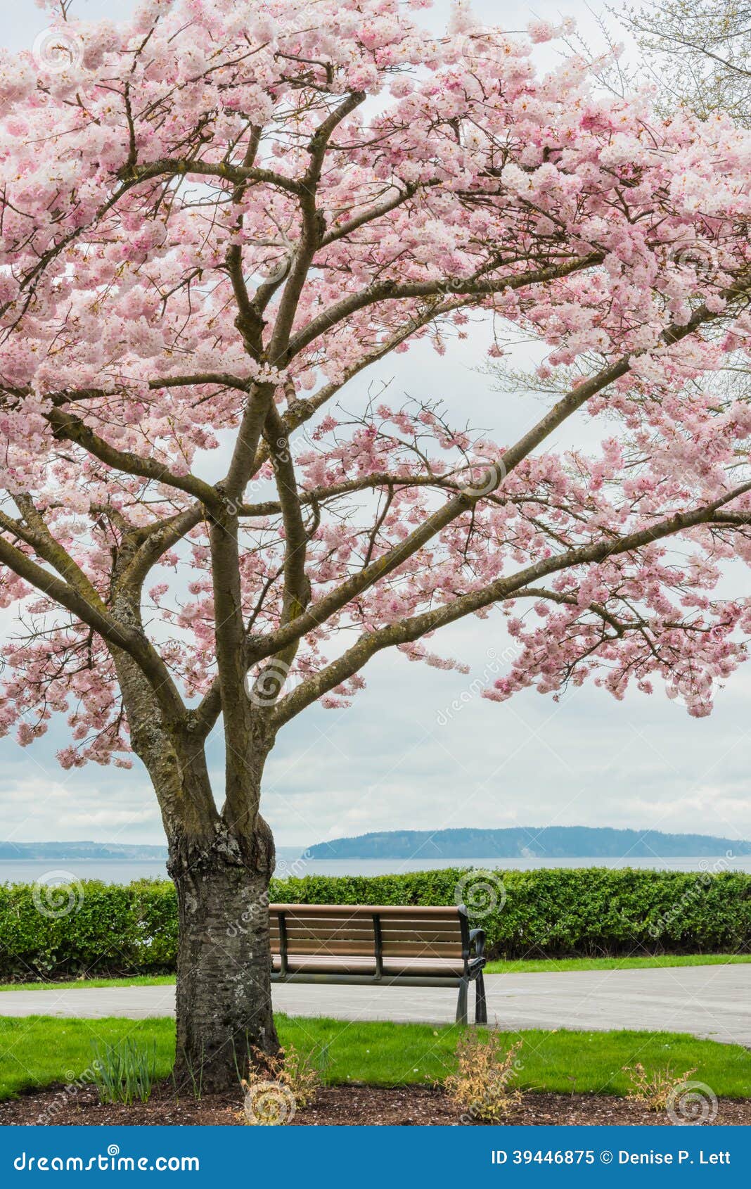 Blooming Cherry Tree Park Bench Ocean Stock Image - Image of blossoms ...