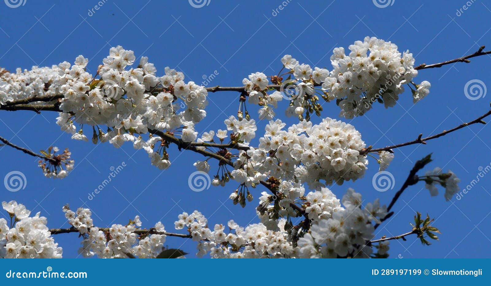 Blooming Cherry Tree, Prunus Sp., Normandy in France Stock Image ...