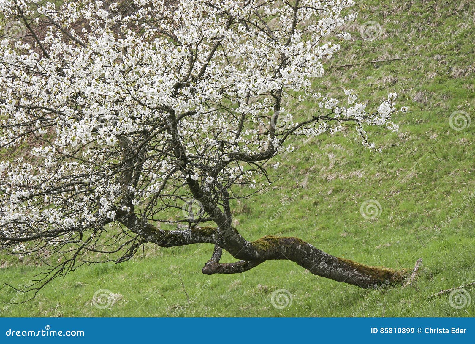 Blooming Cherry Tree in Skew Stock Image - Image of fruit, landscape ...