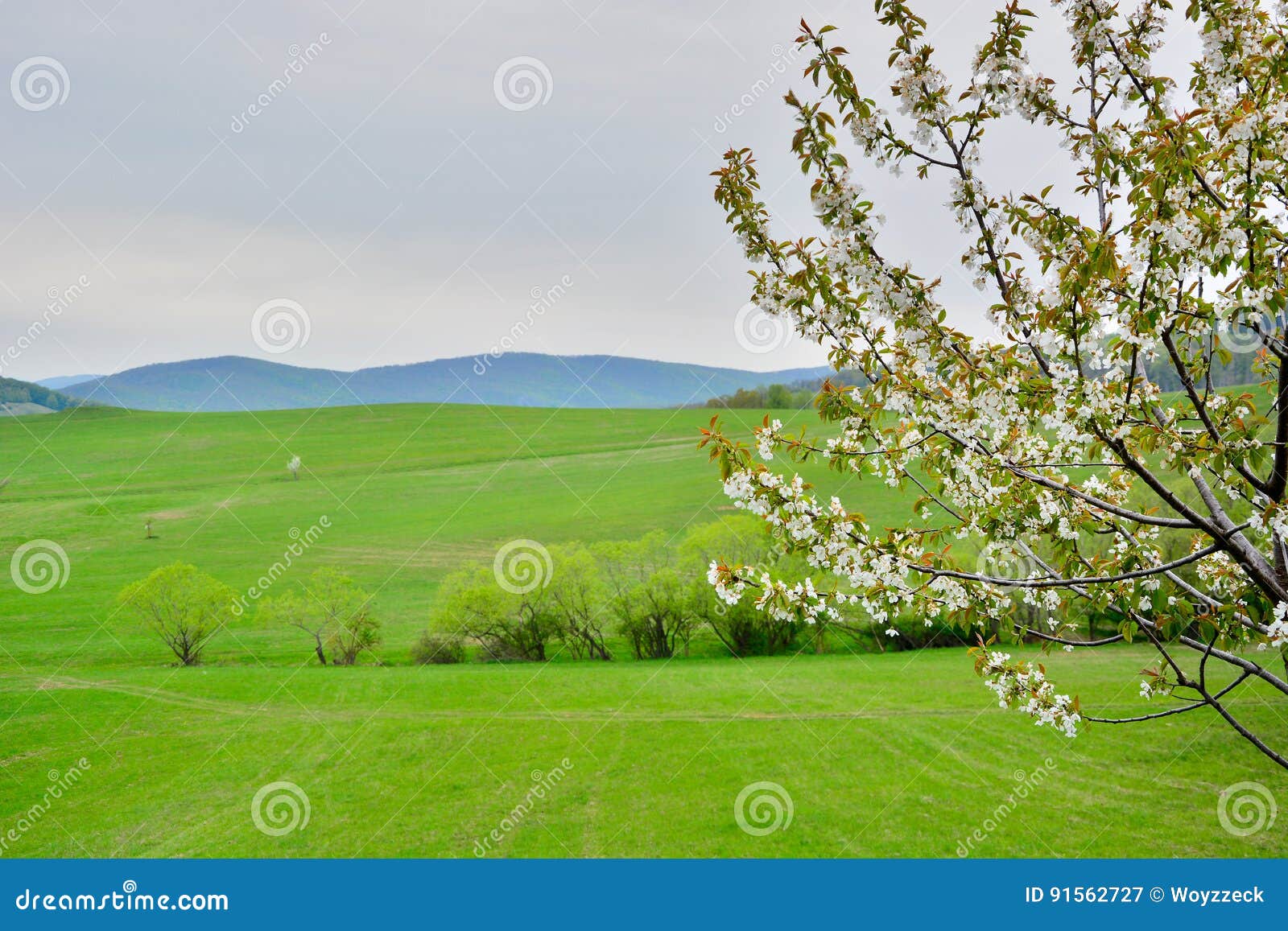 Blooming cherry tree stock image. Image of nature, bush - 91562727