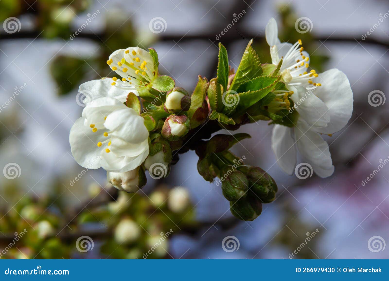 Blooming Cherry Tree in the Spring Garden. Close Up of White Flowers on ...