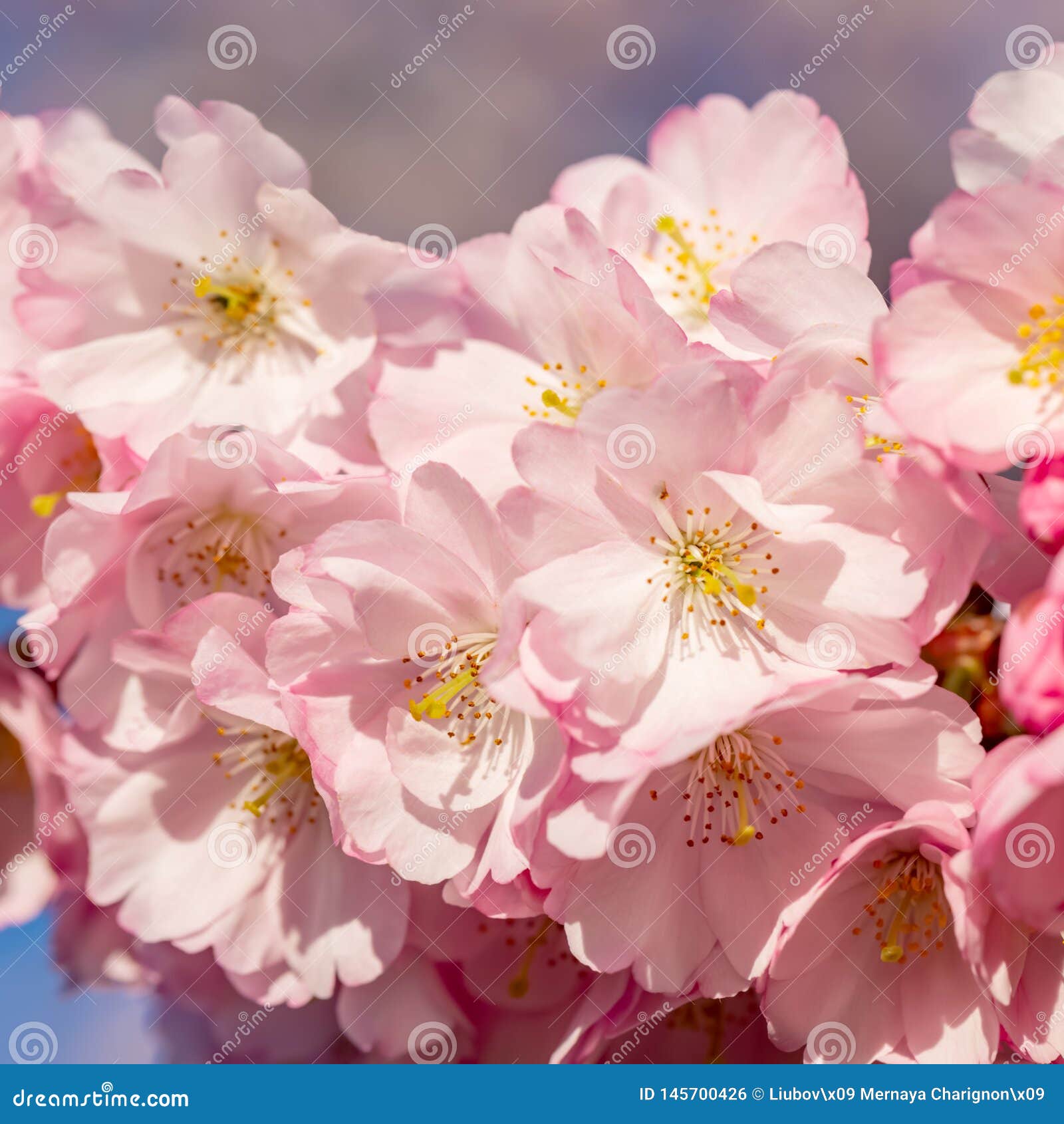 Blooming Cherry Tree in Springtime. Beautiful Spring Pink Flowers in a ...