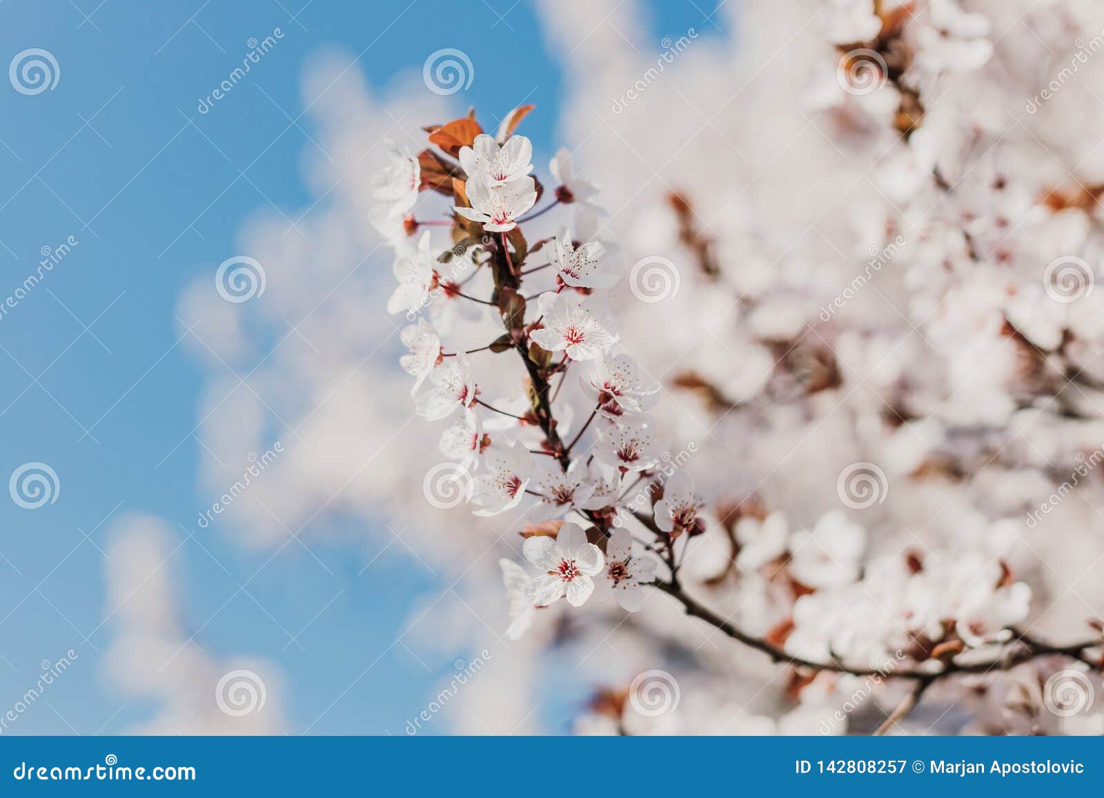 Blooming Cherry Tree in Springtime Stock Image - Image of bloom, garden ...