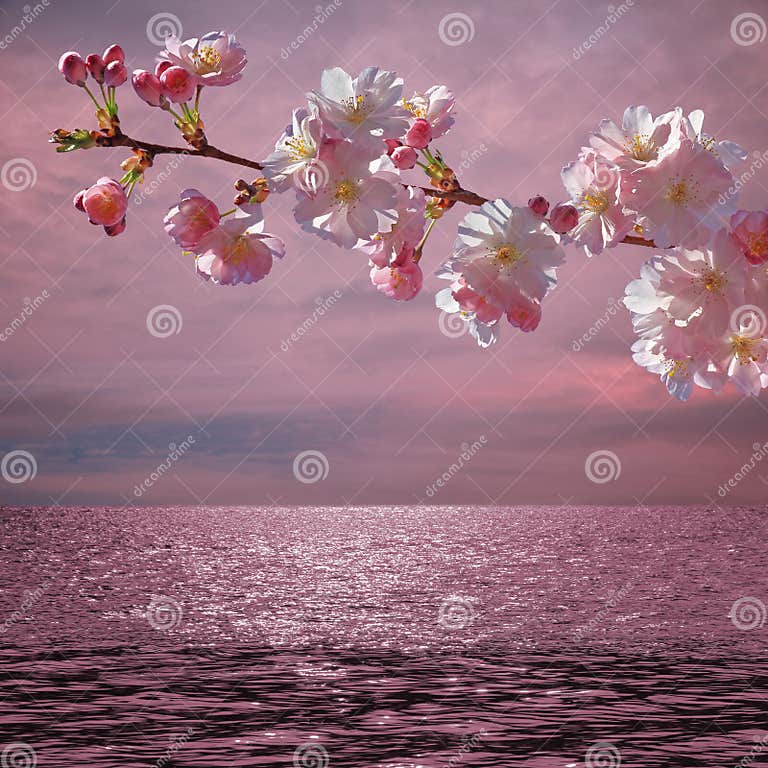 Blooming Cherry Tree and Sunset Ocean Stock Image - Image of fragrance ...