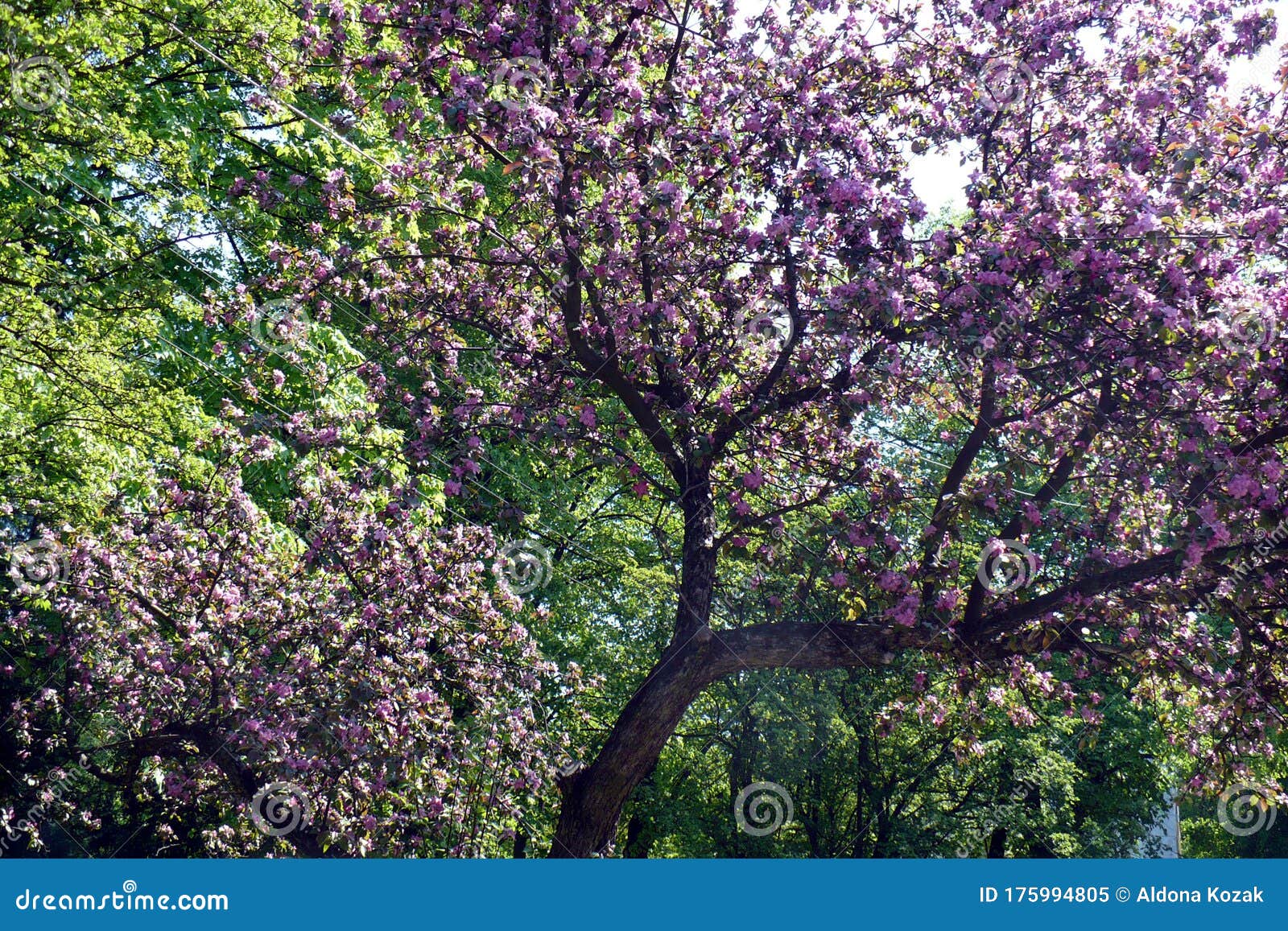 Blooming Cherry Tree Violet Pink in the Park Stock Image - Image of ...