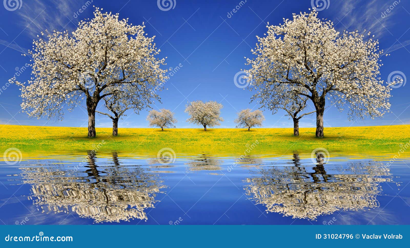 Blooming cherry trees stock photo. Image of bush, reflection - 31024796