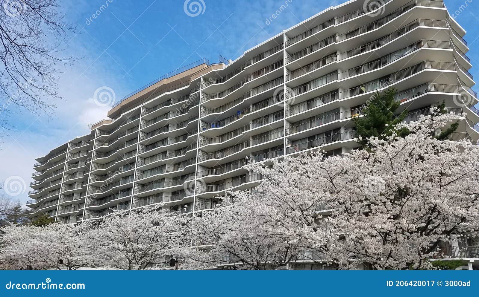Blooming Cherry Trees in Front of a Multistory Building Stock Image ...