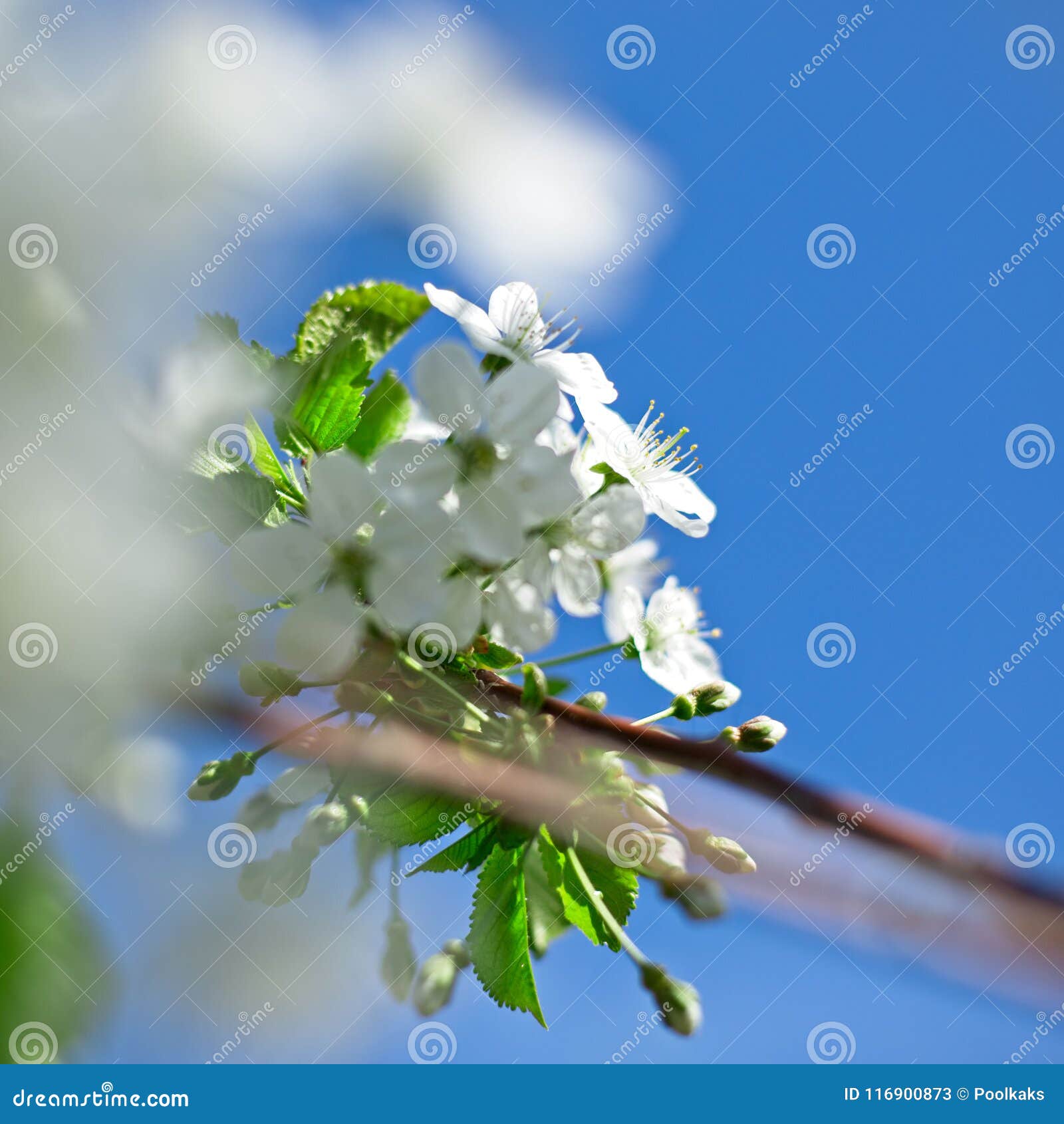 Blooming Cherry Trees on Spring Stock Image - Image of light, trees ...