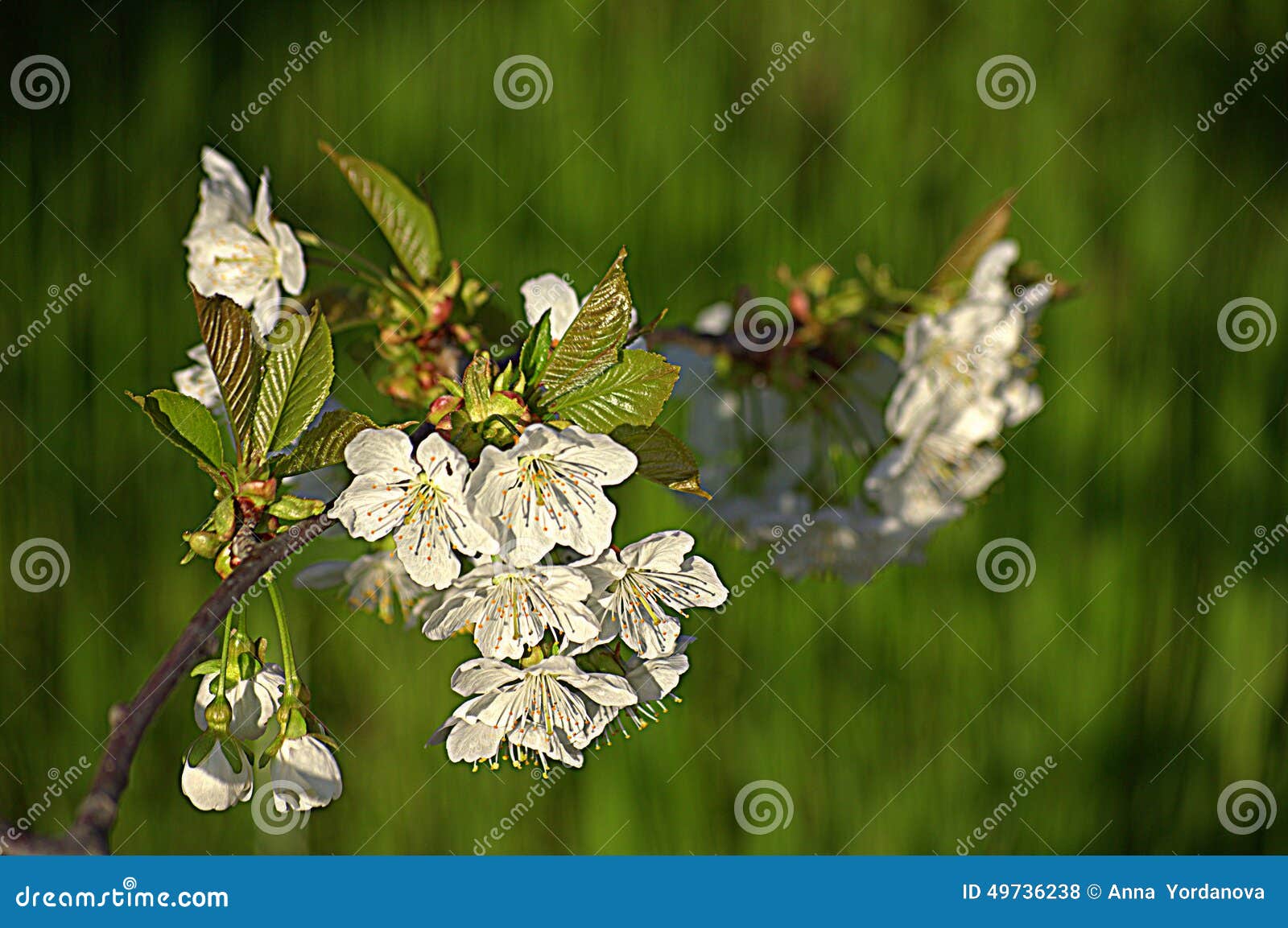 Blooming cherry twig stock photo. Image of focus, petals - 49736238