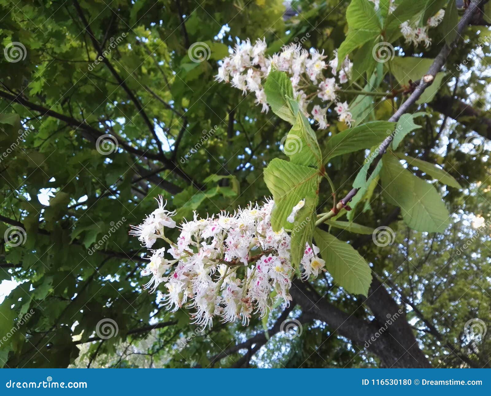Blooming chestnut stock photo. Image of spring, plants - 116530180