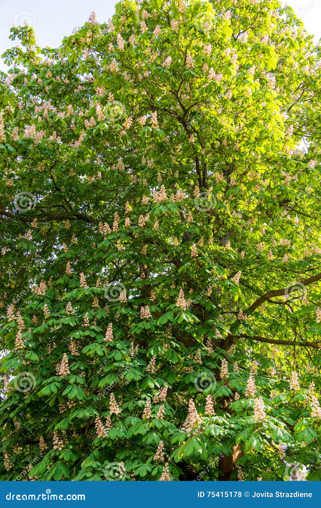 Blooming chestnut stock photo. Image of foliage, flowers - 75415178