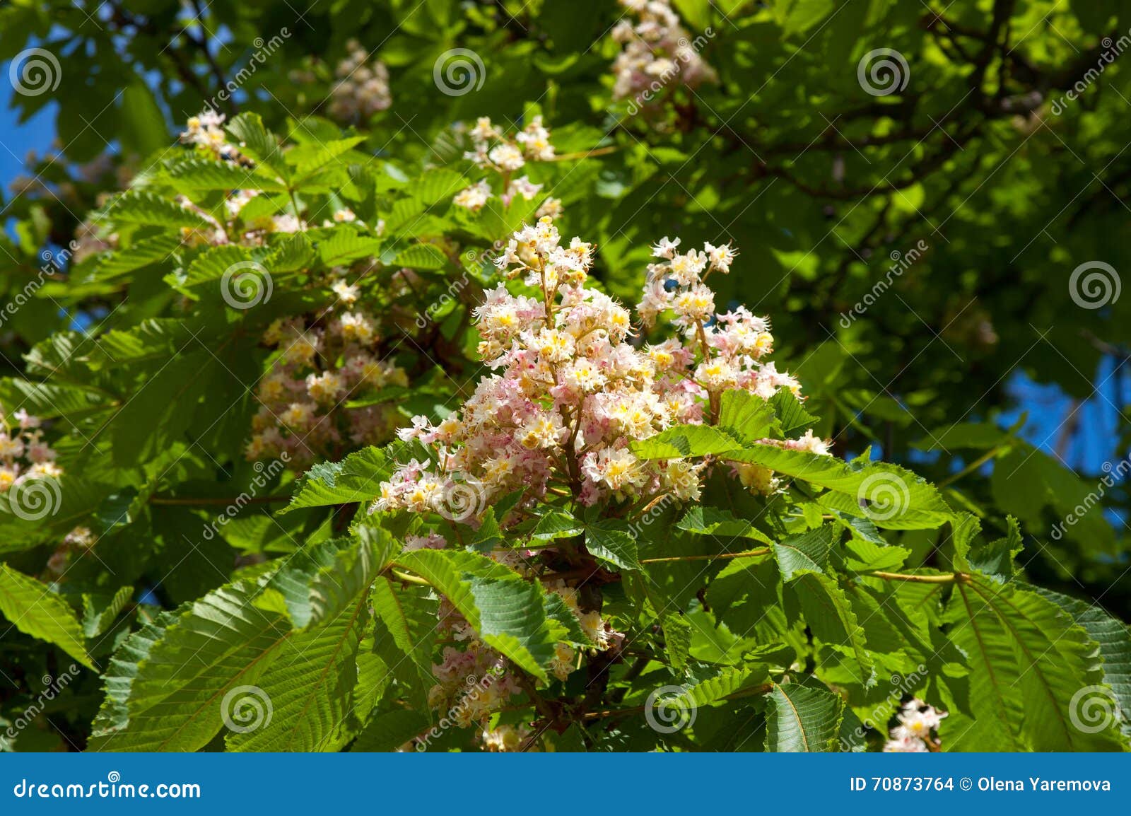 Blooming chestnut stock photo. Image of green, petal - 70873764